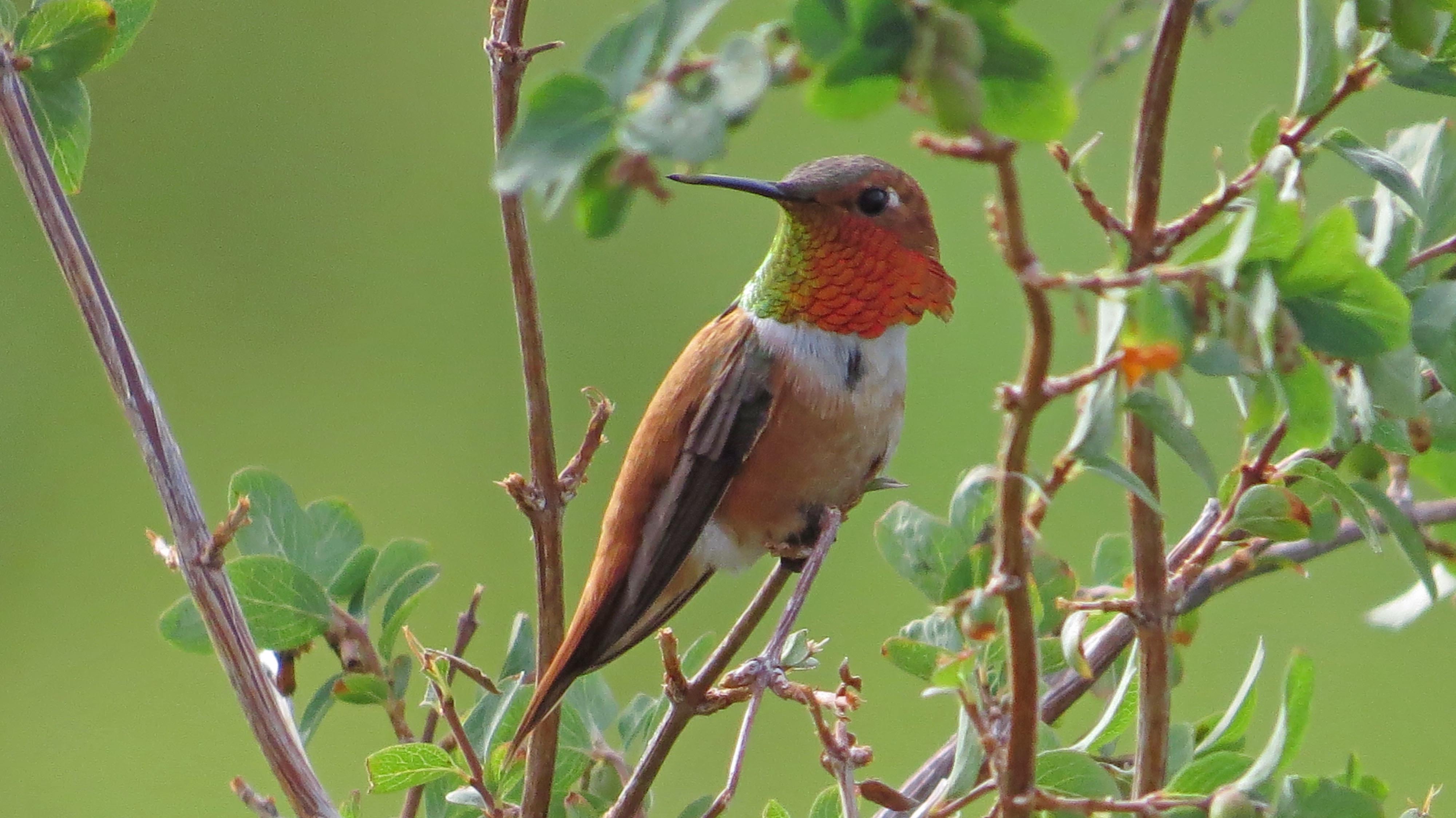 ORANGE HUMMINGBIRDS, DADDY BILL AND THE FLOATING PLANKS – Birds and More